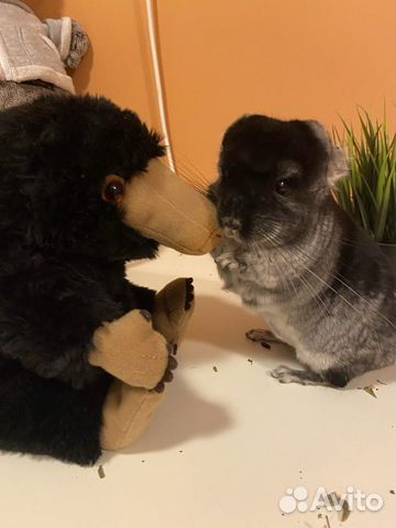 Шиншиллы в добрые руки