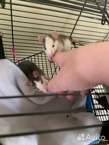 Домашние животные грызуны