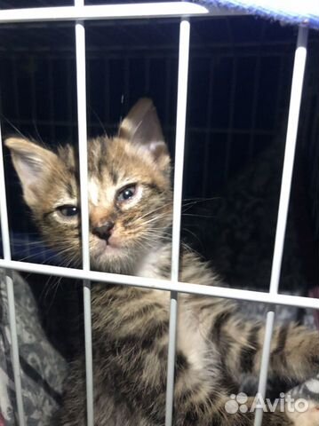 Котенок в клетке, очень хочет найти свой дом