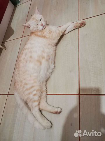 Британская кошка