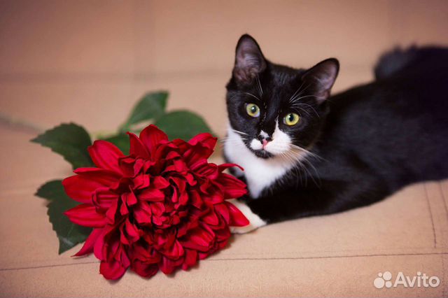 Очаровашка Мишелька в добрые руки