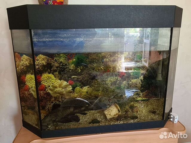 Аквариум с сомом