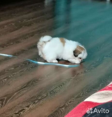 Пекинесик