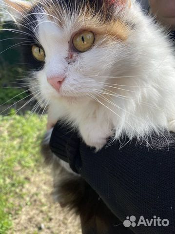 Кошка