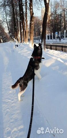 Сибирский хаски для усыновления