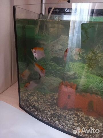 Аквариумные рыбки обмен на мирных рыб