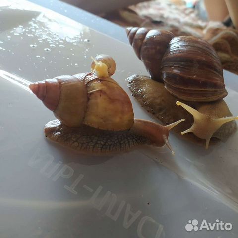 Ахатина фулика