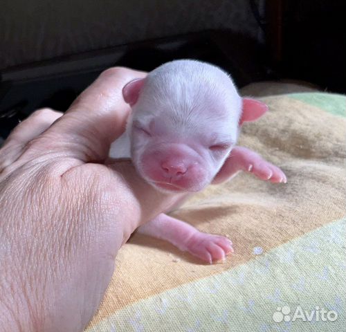 Чихуахуа mini и micro РКФ