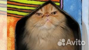 Персидский - вo3bмy взрослого