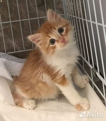 Сладюня-рыжуня ищет дом