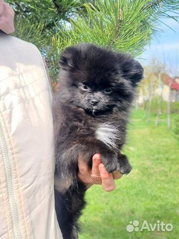 Девочки шпицульки Черная миниатюра