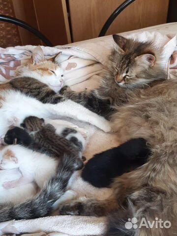 Отдам майских котят в добрые руки. Д.р. 20.05.22