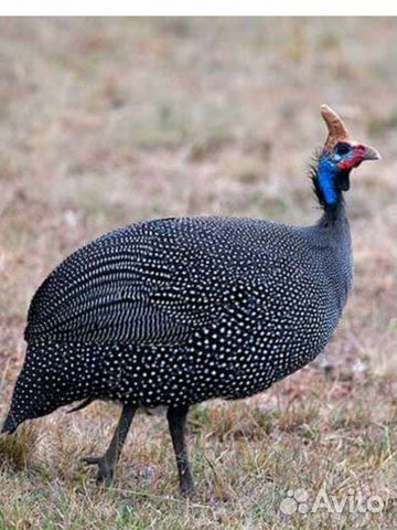 Цесарки,разные