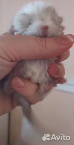 Шиншилла, бело-розовая ангора, 67 фиолета