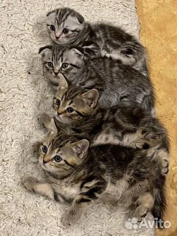 Шотландская