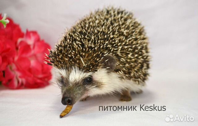 Карликовый африканский еж в любящую семью