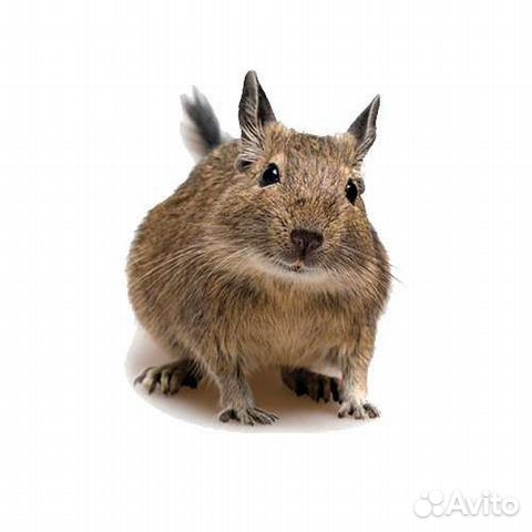 Семья дегу в добрые руки