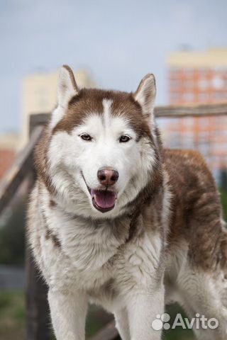 Красавец хаски Харли ищет дом после смерти хозяйки
