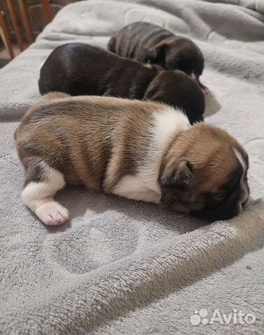 Щенки французского бульдога