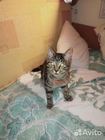 Отдам в хорошие руки котенка