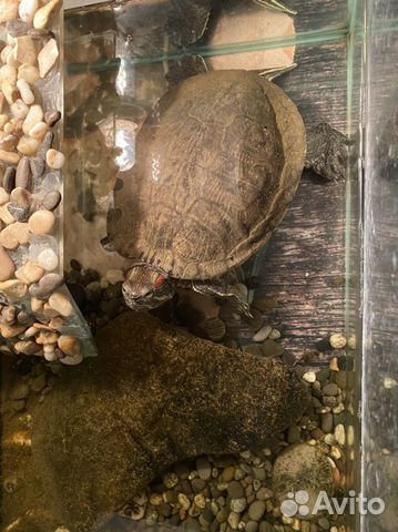 Черепаха с аквариумом