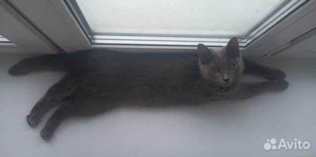 Русская голубая кошка для вязки