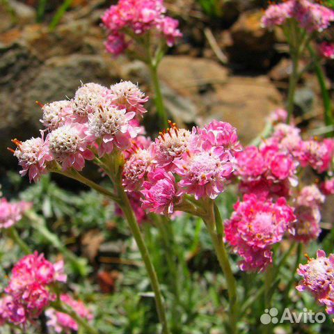 Редкие, Кандык, кошачья лапка. проломик, подофил