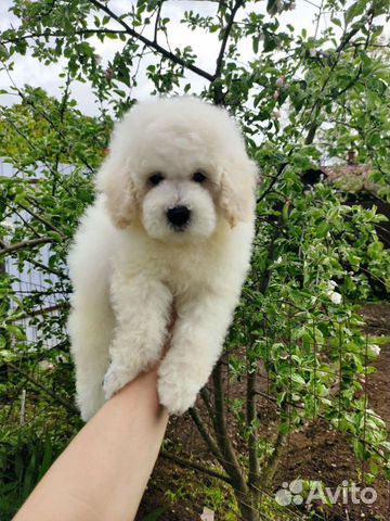 Пудель белый