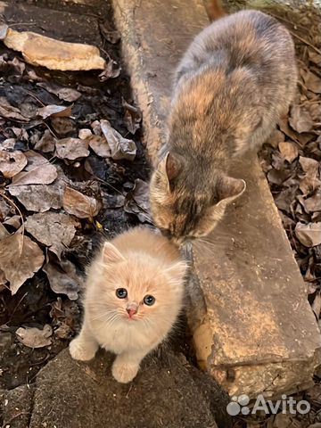 Котята в добрые руки