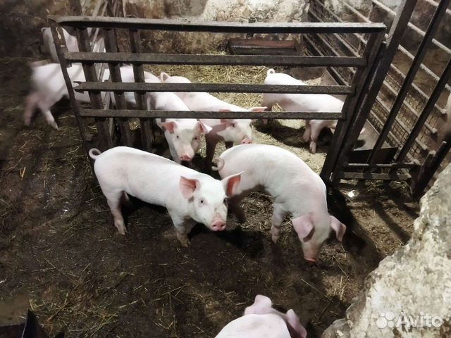 Поросята