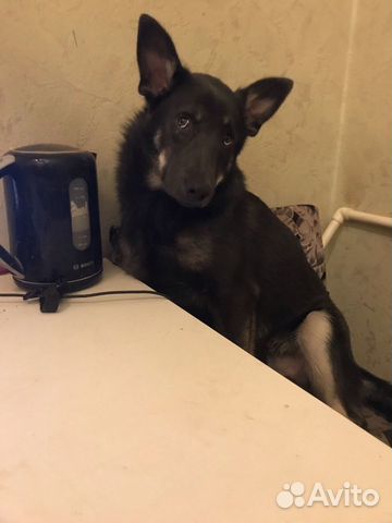 Щенок Арчик в добрые руки