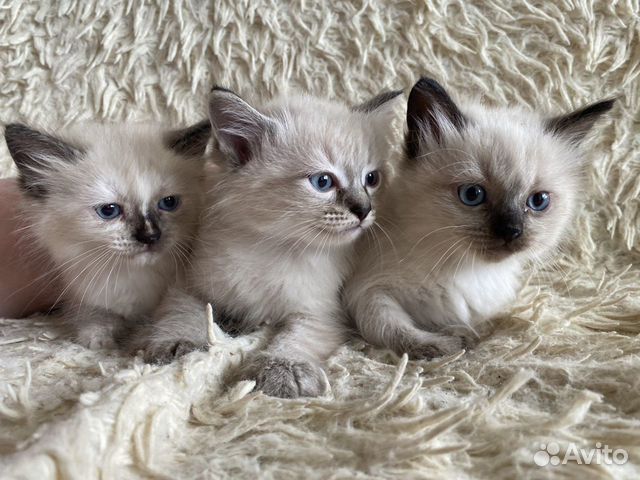 Котята