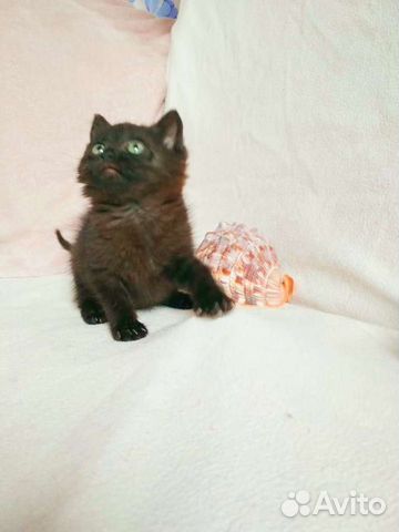 Котята шоколадная бурма бесплатно