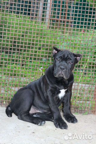 Кане Корсо мальчики