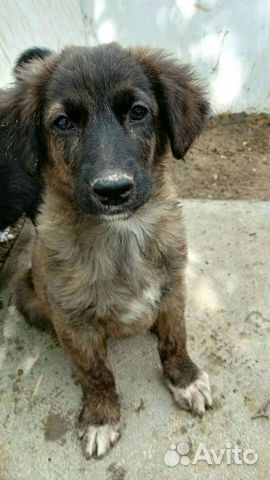 Щенки в добрые руки