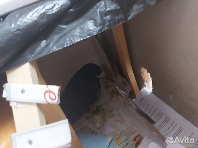 Отдам грача)