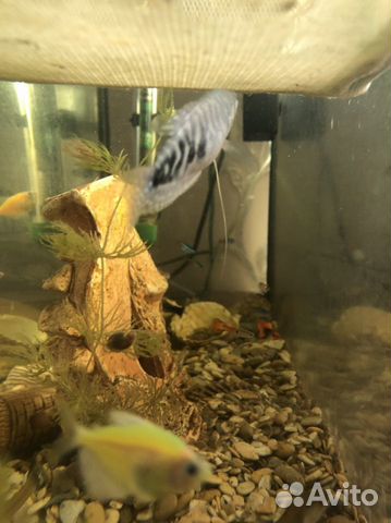 Аквариумные рыбки гурами