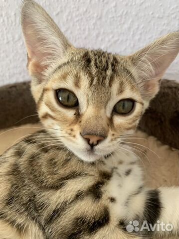 Бенгальская кошечка