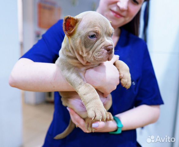 Американский Булли элитный щенок лиловый триколор