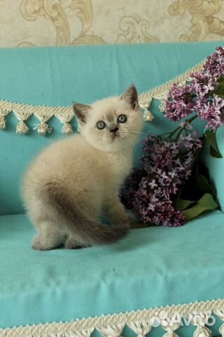 Шотландская колорная девочка
