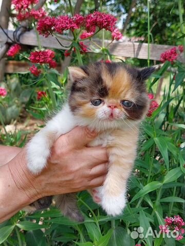 Персидская кошечка