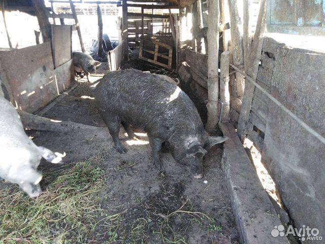 Хряк на племя и на продажу