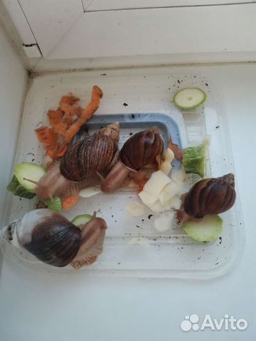 Улитки ахатины бесплатно