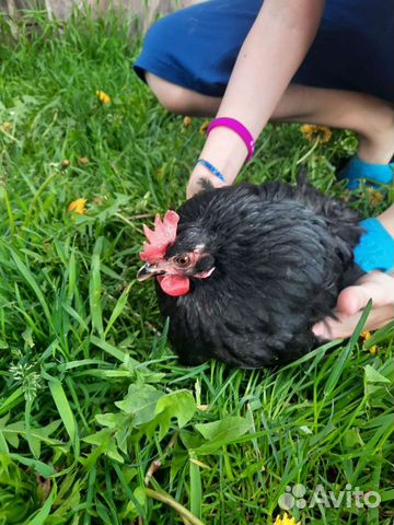 Курочки цветные