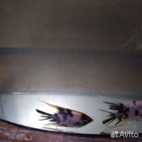 Рыбки скалярии