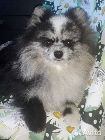 Померанский шпиц мини.Мальчик