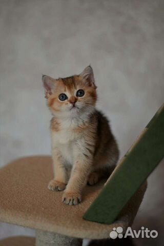Мальчик британец