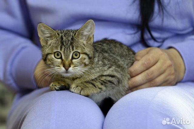 Котенок Митя