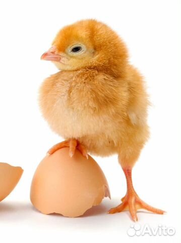 Цыпленок