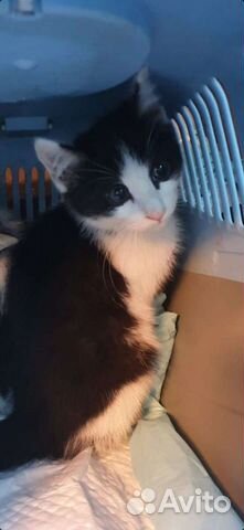 Котята в добрые руки бесплатно